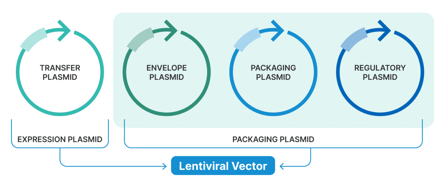 Plasmids for Lentivirus and AAV Manufacturing - Anemocyte